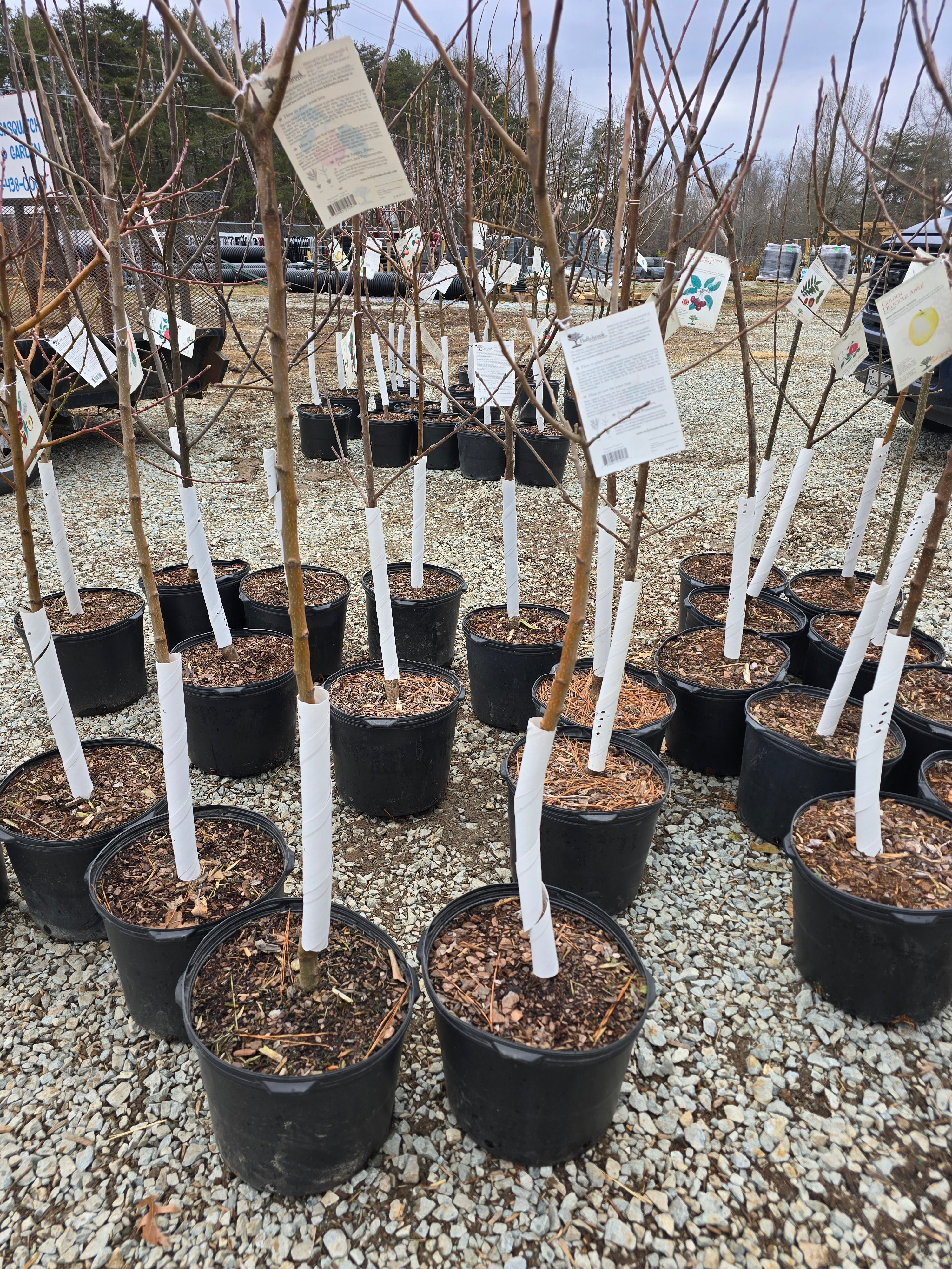 Fruit Trees/Shrubs – Little Sasquatch Farm and Garden