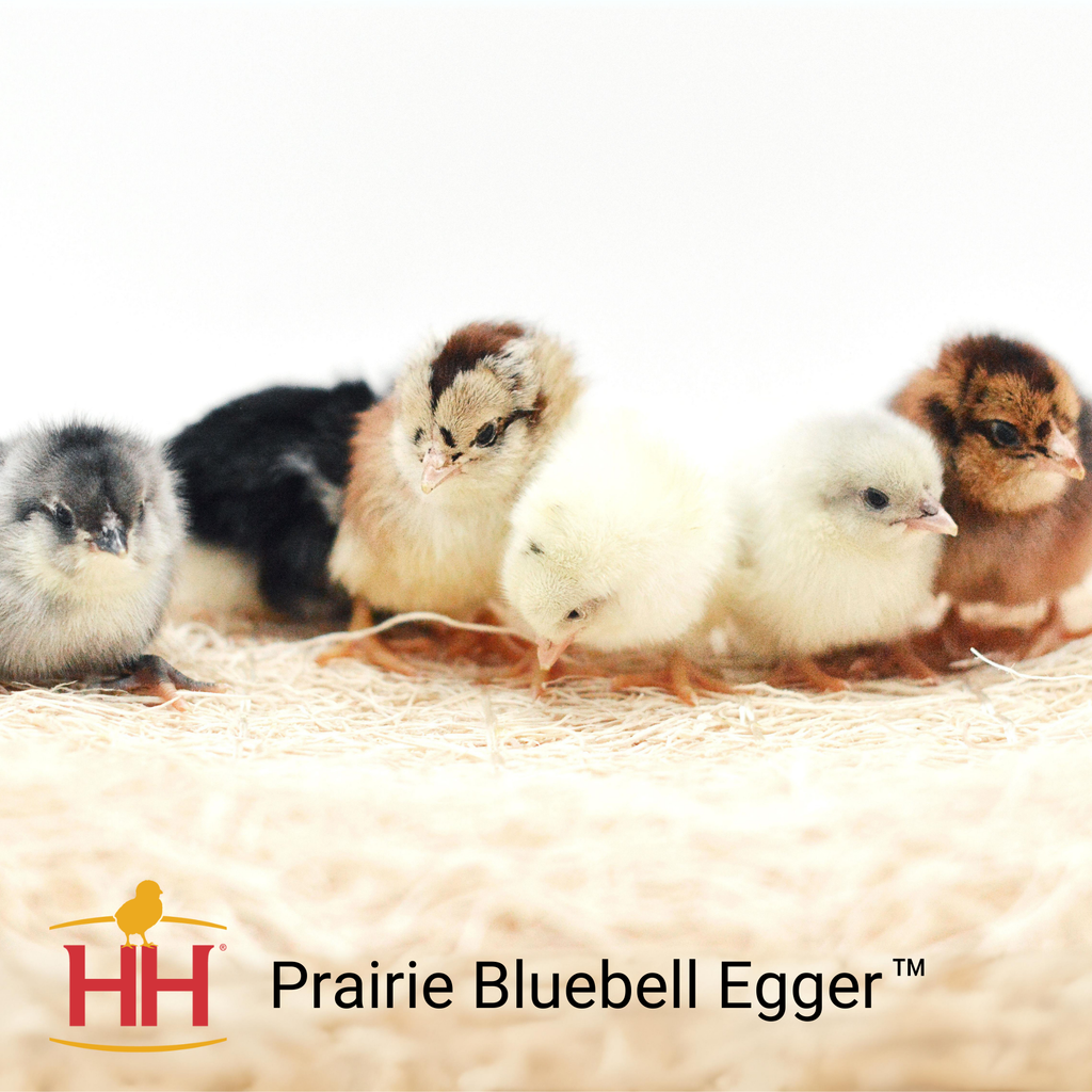 Prairie Bluebell Egger Chicks (Female) (3/24/26) – Little Sasquatch ...
